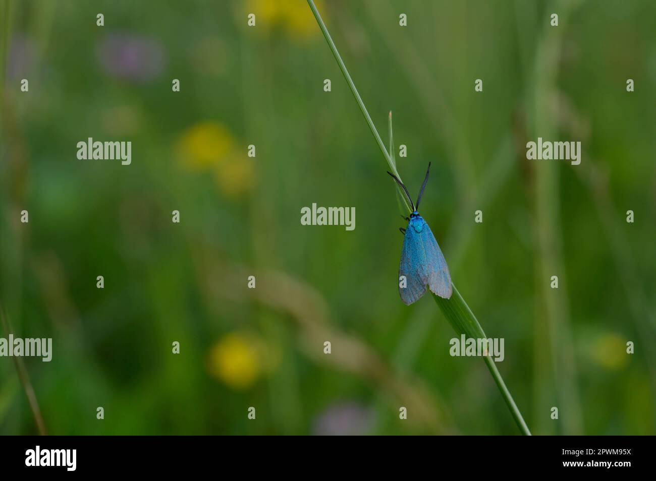 Small blue moth in nature on a plant close up, blue insect with blue ...