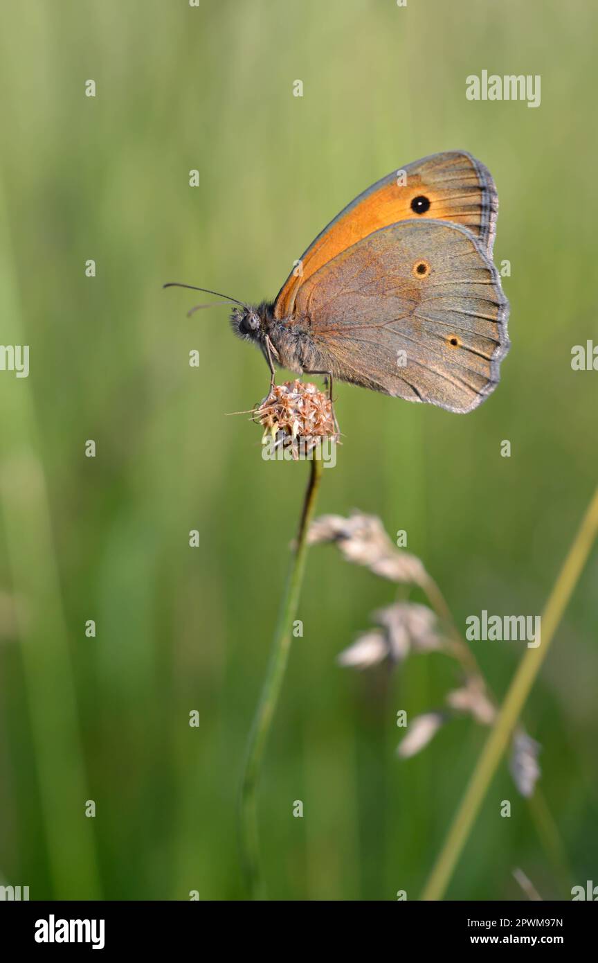 Large heath butterfly on a plant, green meadow background, orange and ...