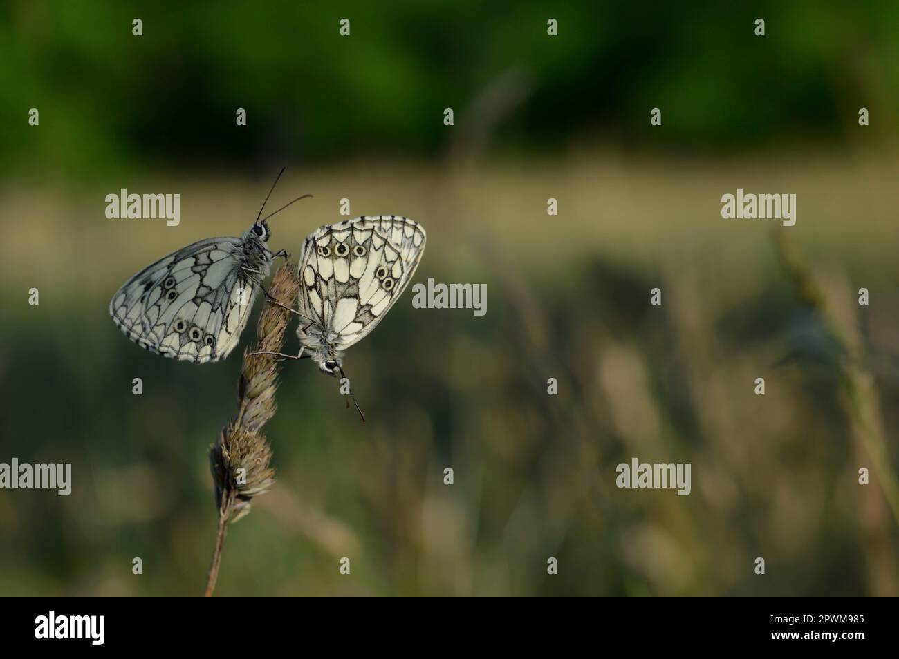 Two marbled white, black and white butterfly in the wild, close up ...