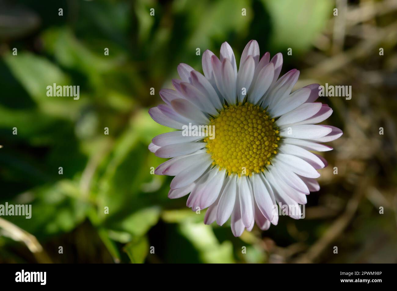 Common daisy flower in nature close up flower head, small pinkish white ...