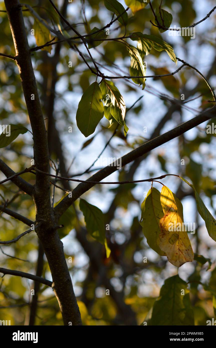 Tree leaves in the sunshine nature photography, leaves and branches ...