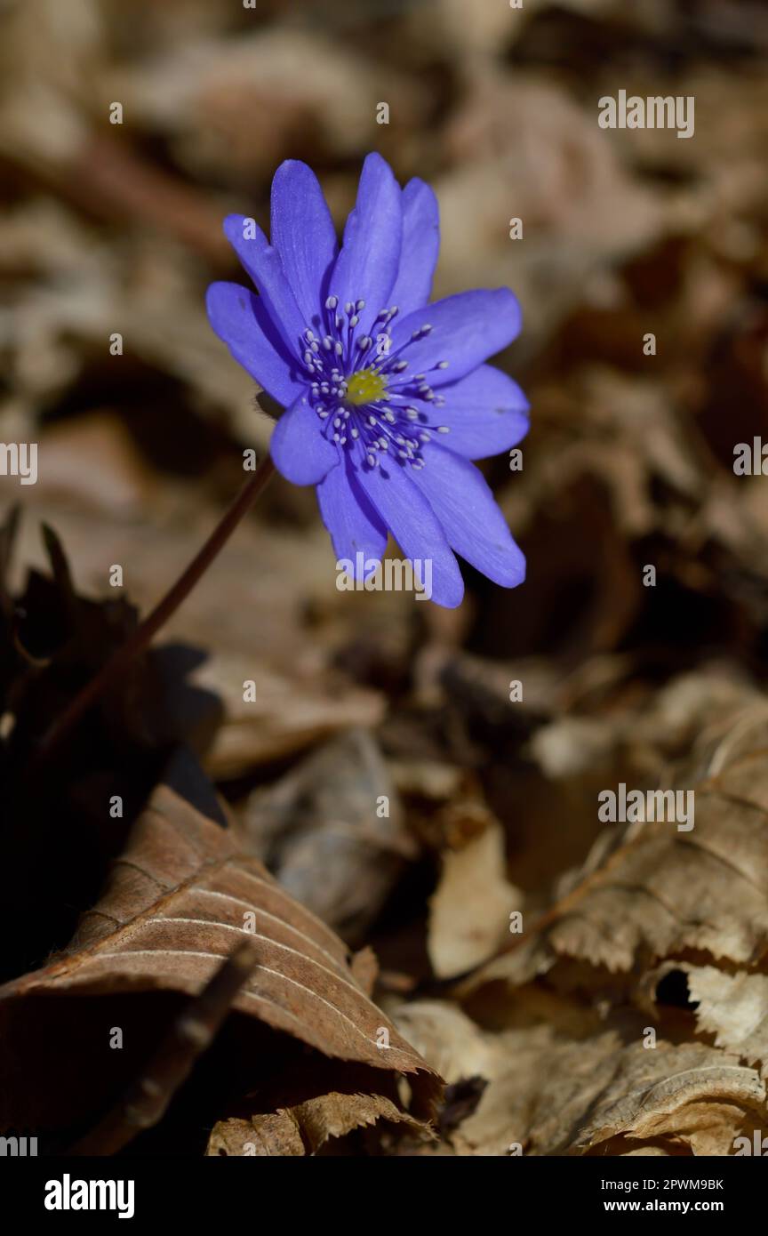 Anemone hepatica small blue purple early spring wildflower in nature ...