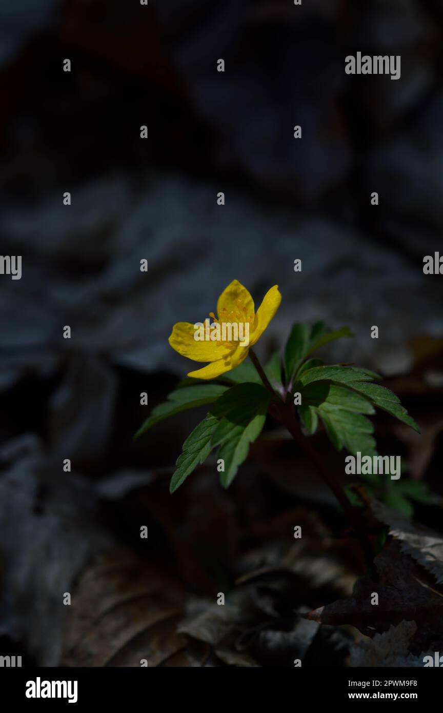 Yellow wildflower in the woods, close up flower head, small yellow ...