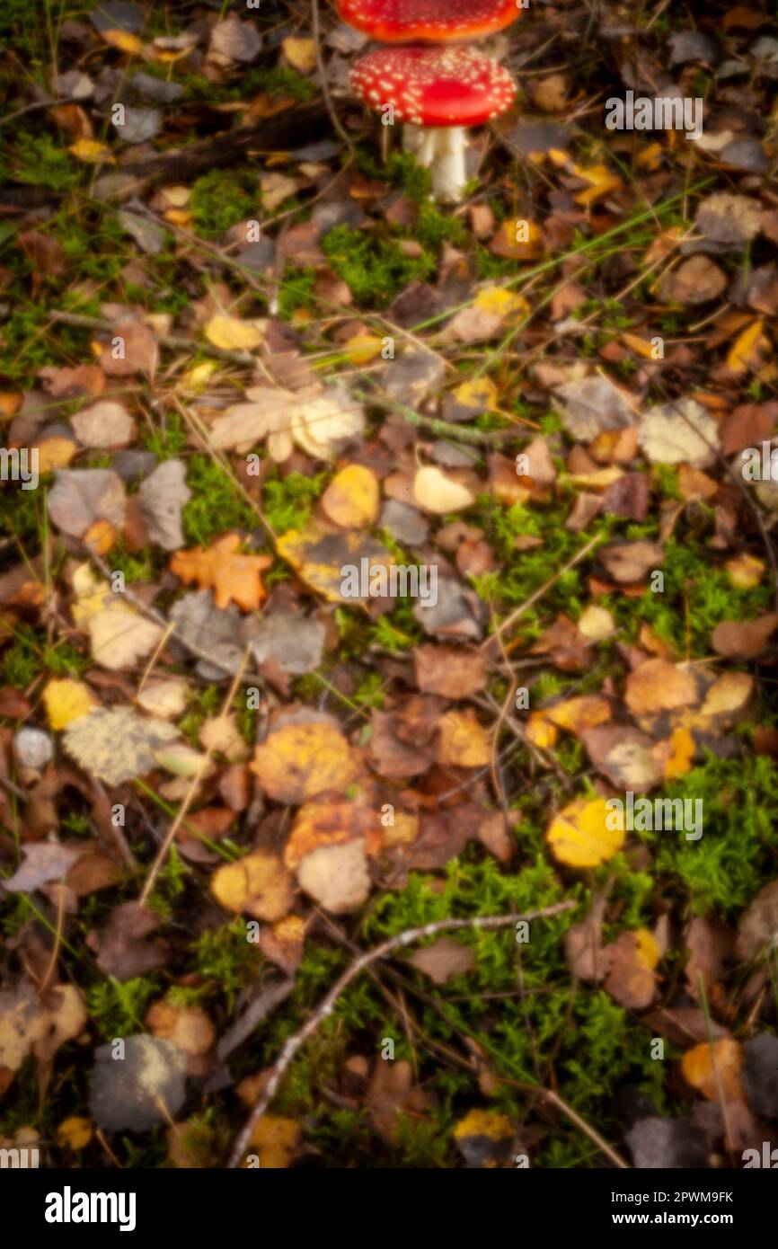 Pinhole Photography Woodland Series.New, Age-defying, digital age ...