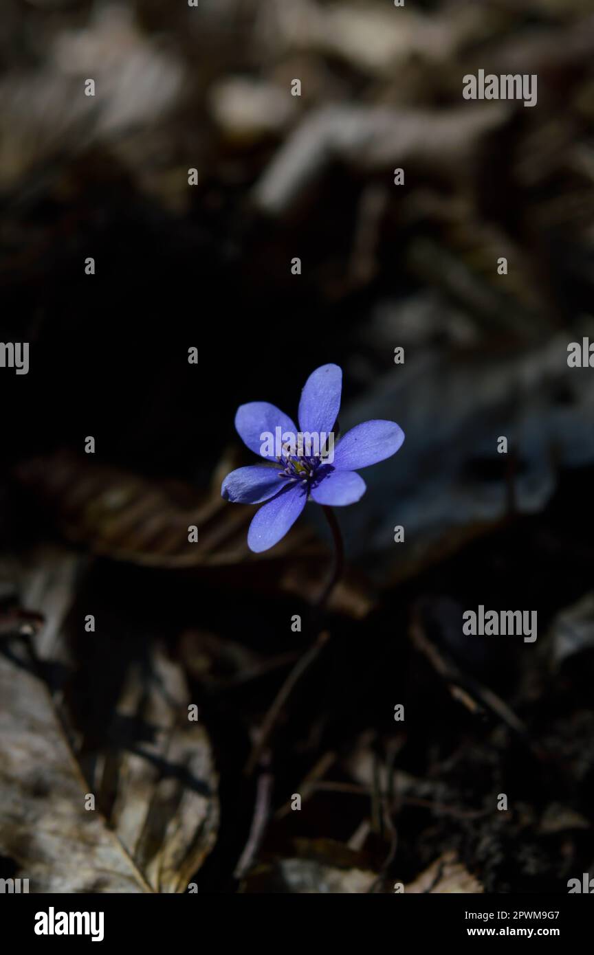Anemone hepatica, small blue, purple sprting wildflower in nature ...