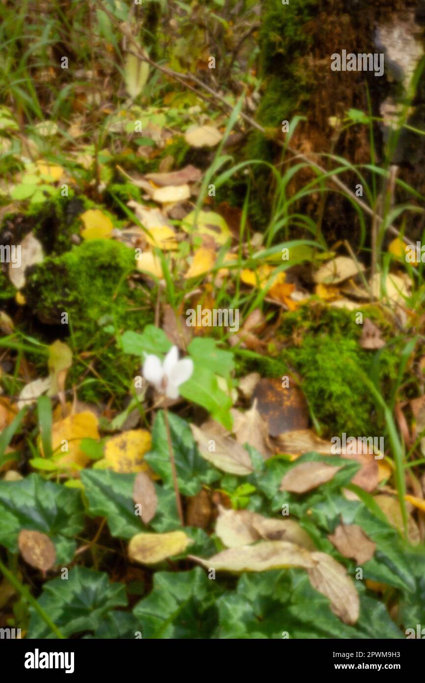 Pinhole Photography Woodland Series.New, Age-defying, digital age ...