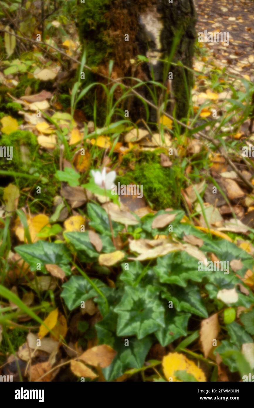 Pinhole Photography Woodland Series.New, Age-defying, digital age ...