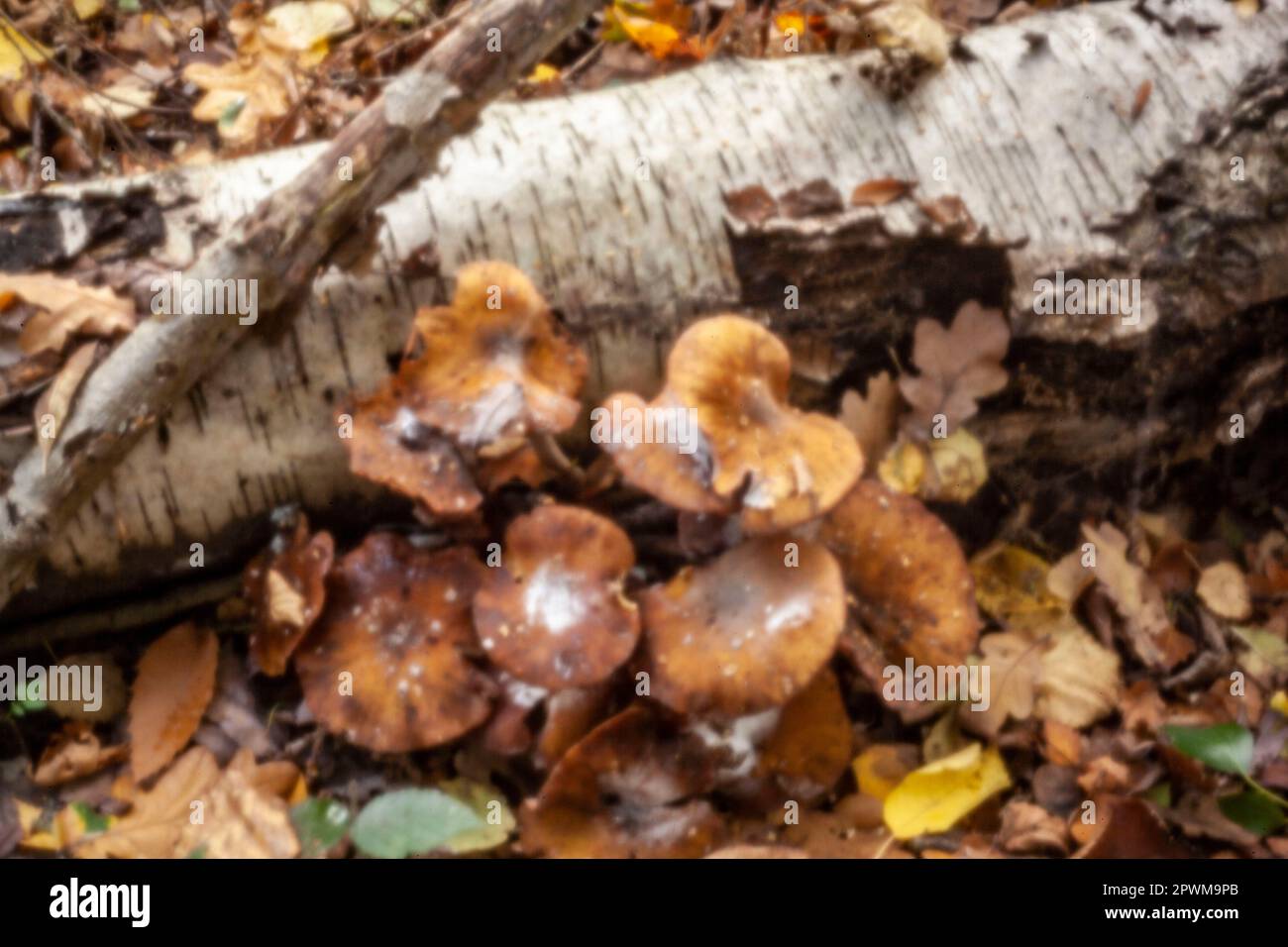 Pinhole Photography Woodland Series.New, Age-defying, digital age ...