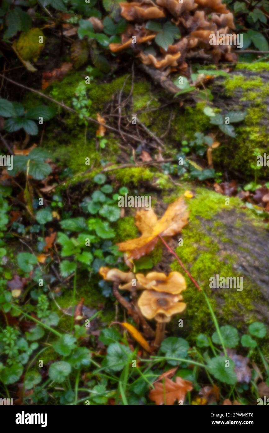 Pinhole Photography Woodland Series.New, Age-defying, digital age ...