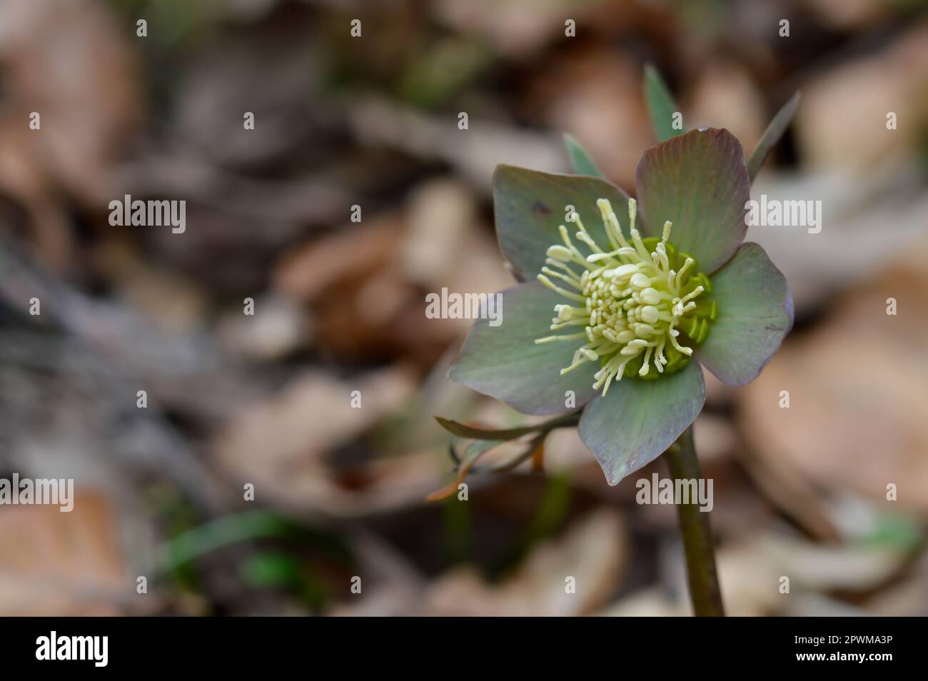 Early spring forest blooms hellebores, Helleborus purpurascens. Purple ...