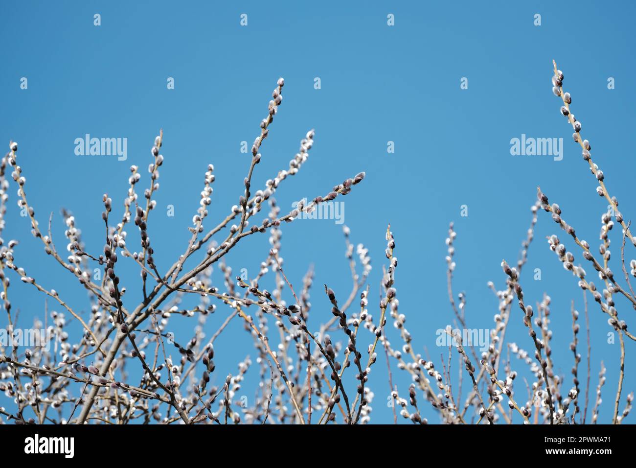 Blooming willow tree in nature, catkin or pussy willow. Spring bloom in ...
