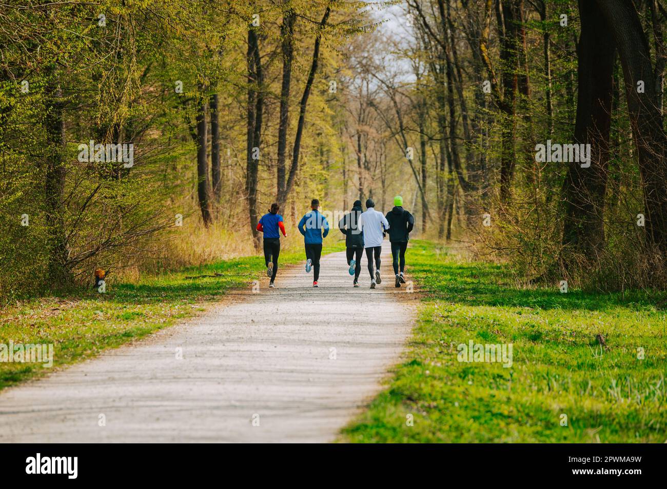 Running Squad Training for Spring Races in Majestic Pine Forest. unning ...