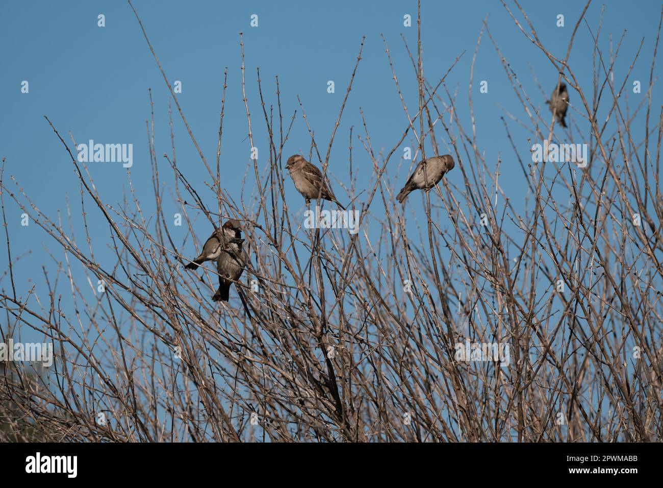 Multiple house sparrows in nature on bush. Sparrow birds in nature in a ...