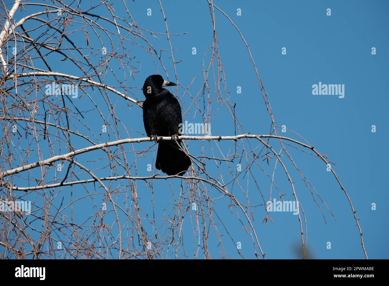 Rook bird on the tree in nature. Black bird resting on a branch, blue ...