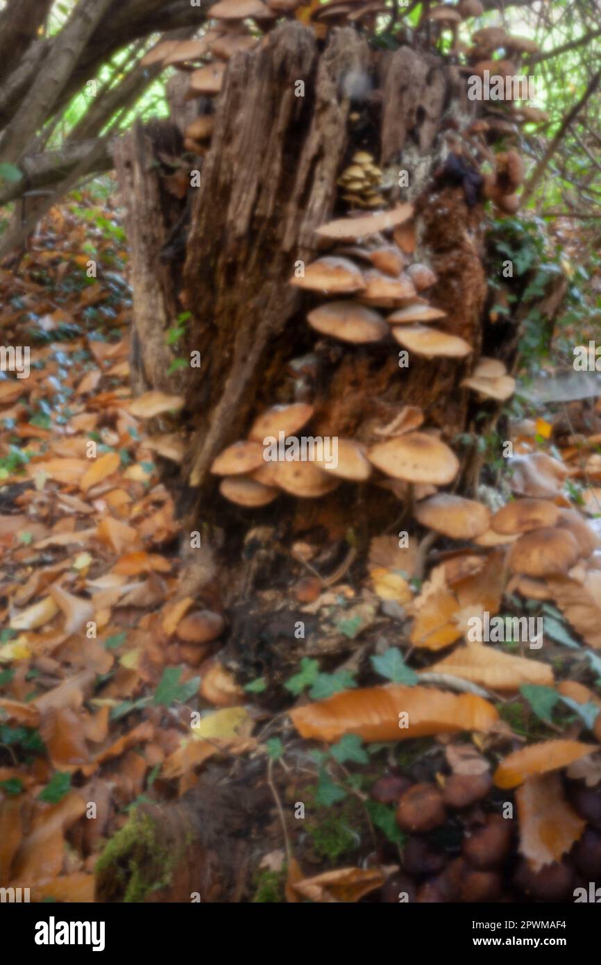 Pinhole Photography Woodland Series.New, Age-defying, digital age ...