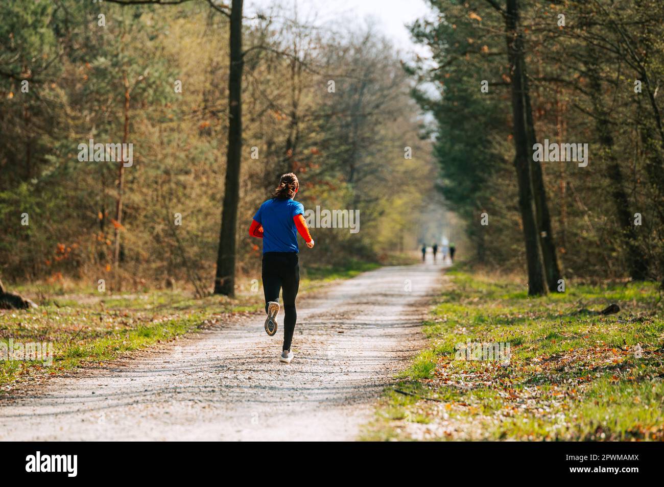 A lone runner traverses a tranquil pine forest, surrounded by lush ...