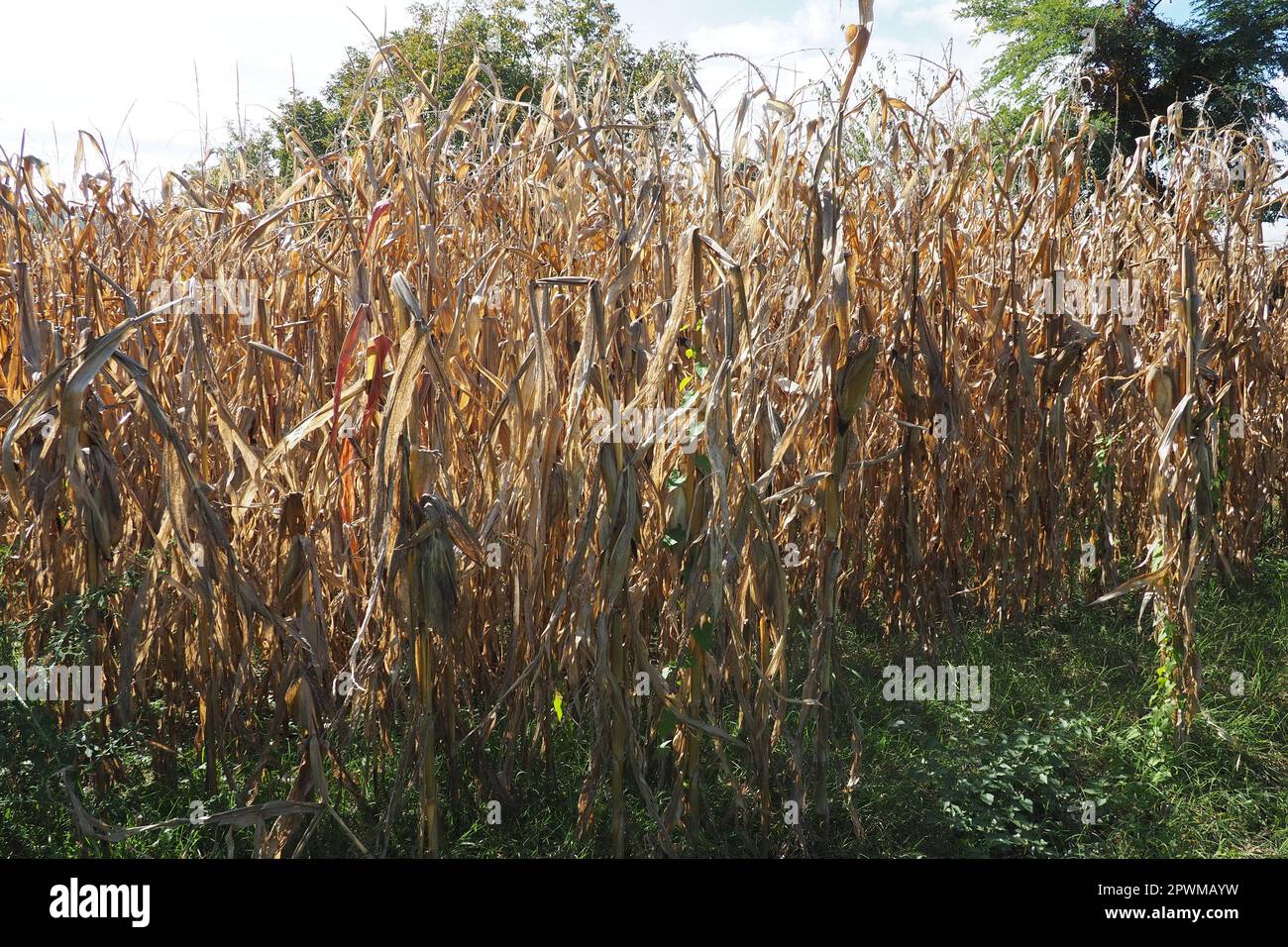 Zea may hi-res stock photography and images - Alamy
