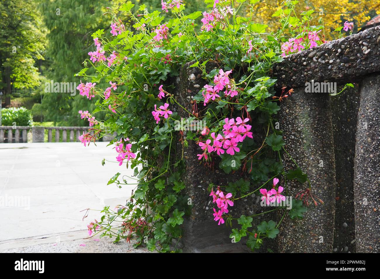 Blooming pink ivy geranium pelargonium, vertical design of landscaping ...