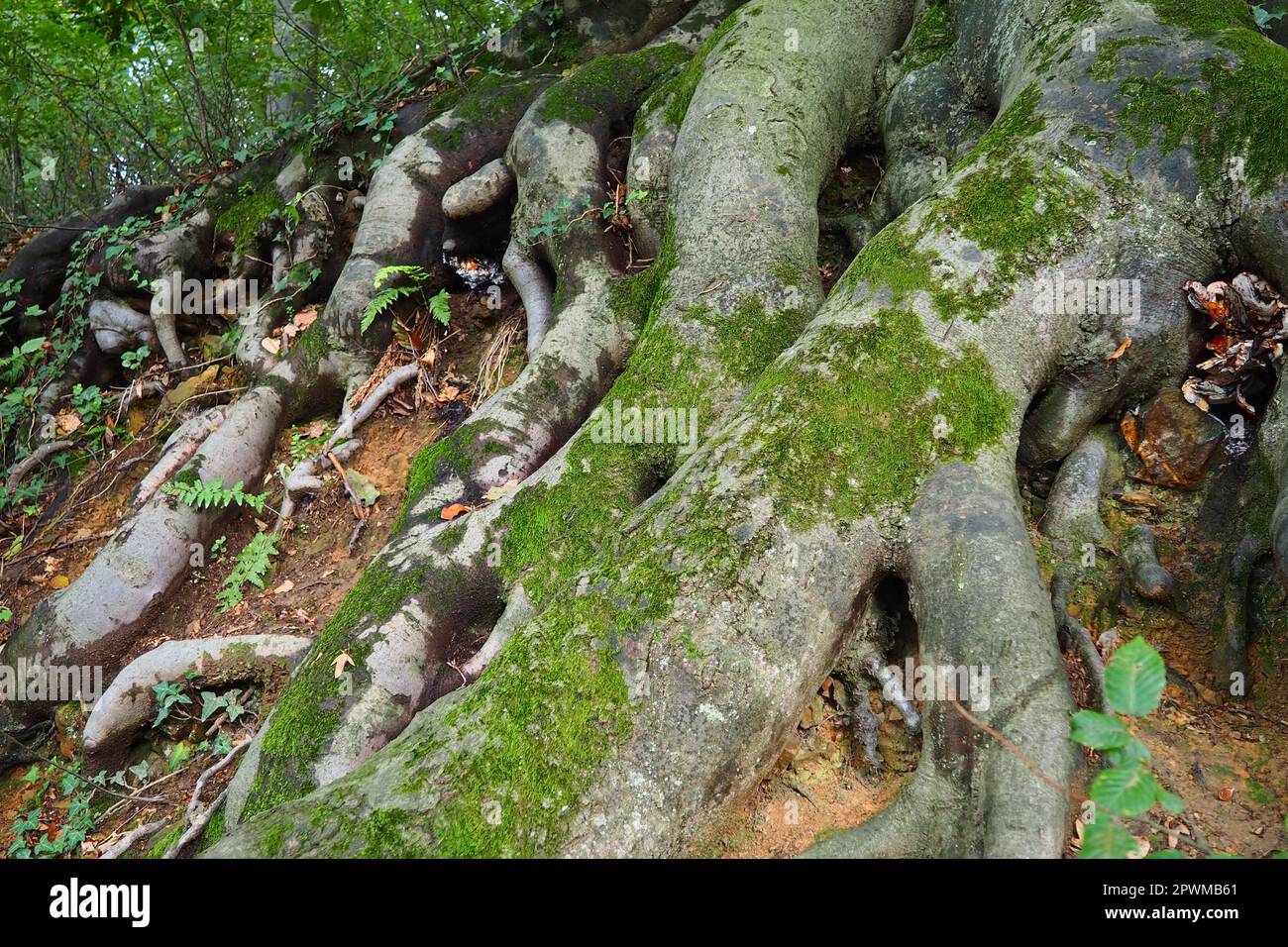 roots covered with green moss. Banja Koviljaca, Serbia, terraces park ...