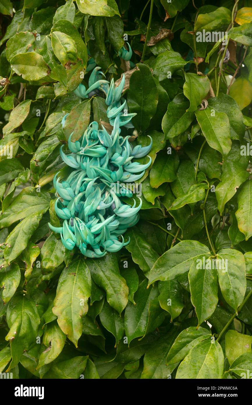 Natural close up flowering plant portrait of Strongylodon macrobotrys ...