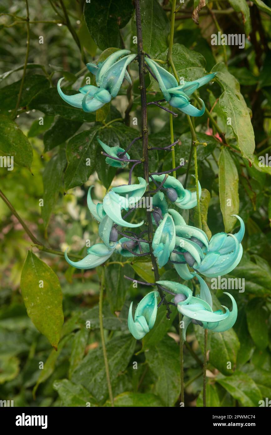 Natural close up flowering plant portrait of Strongylodon macrobotrys ...