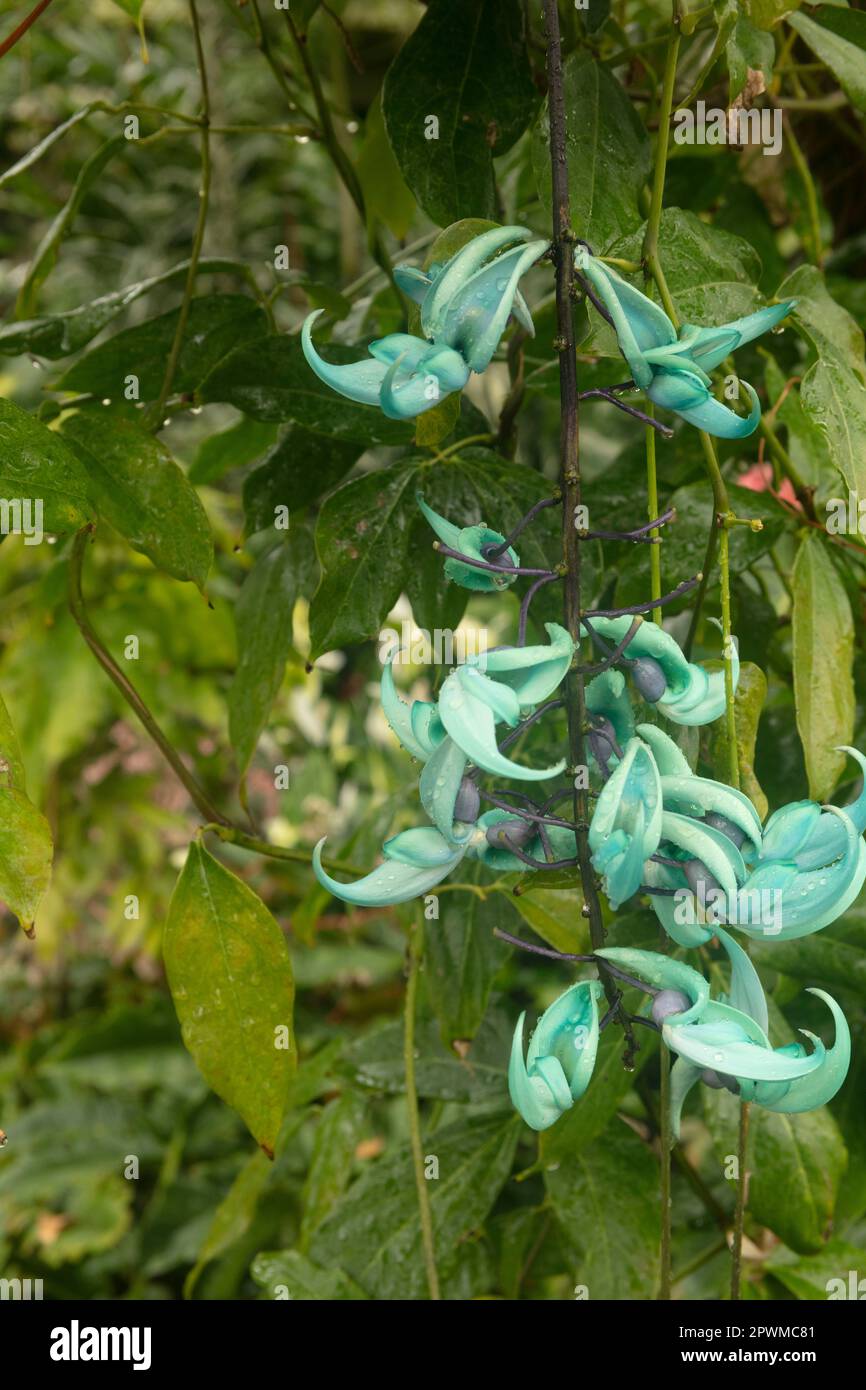 Natural close up flowering plant portrait of Strongylodon macrobotrys ...