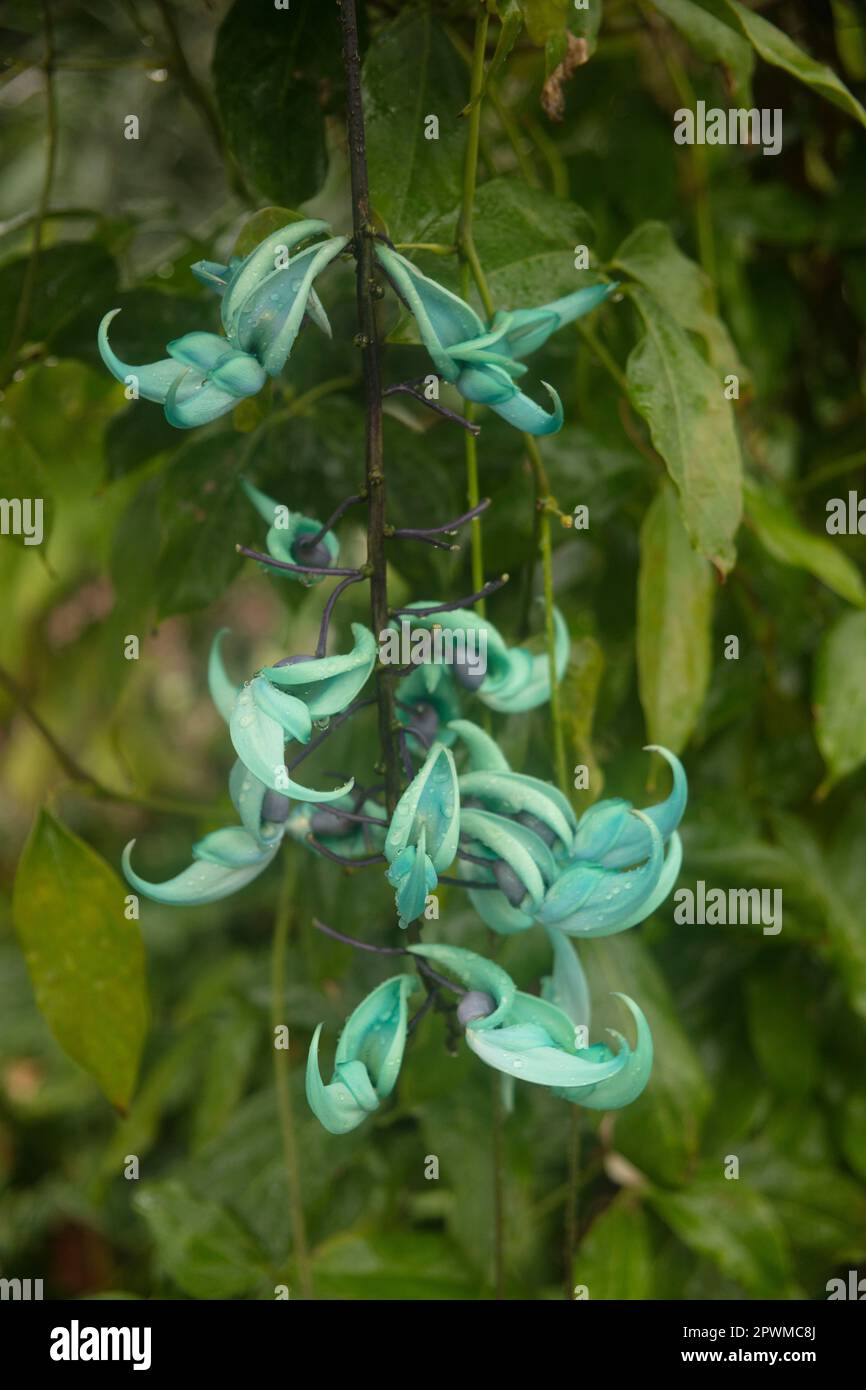 Natural close up flowering plant portrait of Strongylodon macrobotrys ...