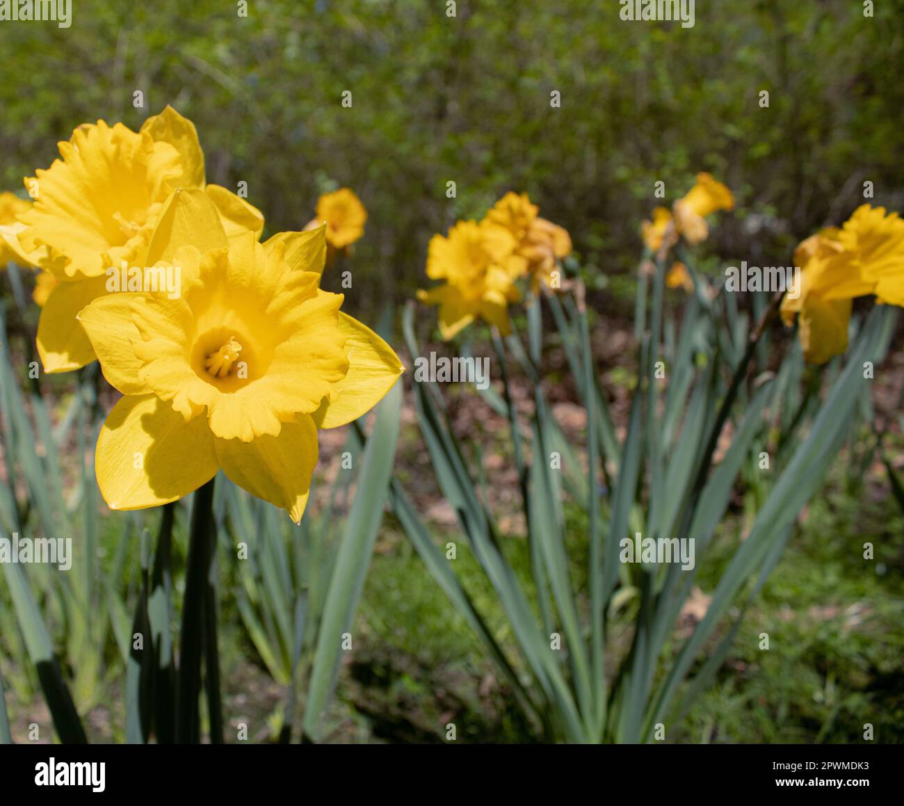 Spring Daffodils in a natural green background - Image ID: 2PWMDK3 ...
