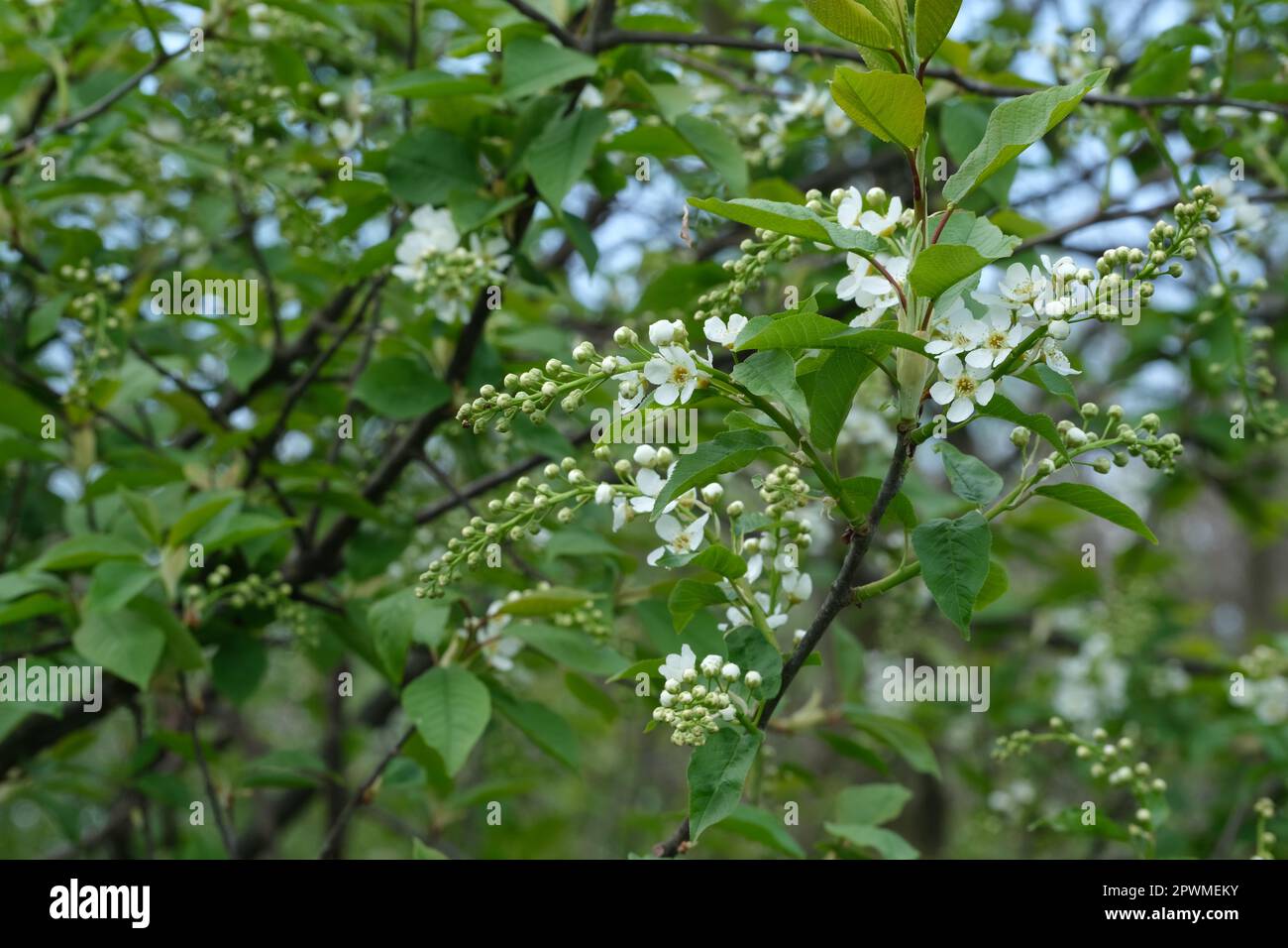 Wild cherry tree bloom, early spring blooming white flowers in the wild ...