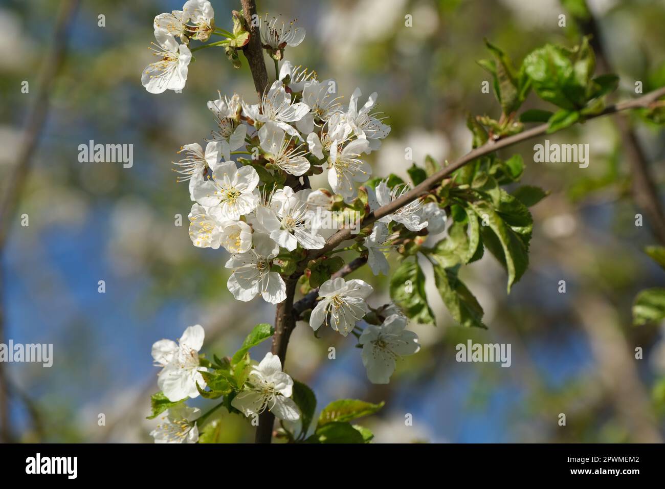 Close up of a blooming tree branch full of white flowers, early spring ...