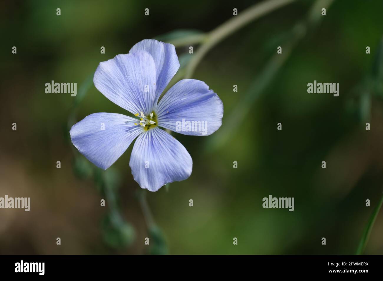 Lewis flax flower head close up in nature, tiny blue flower head Stock ...