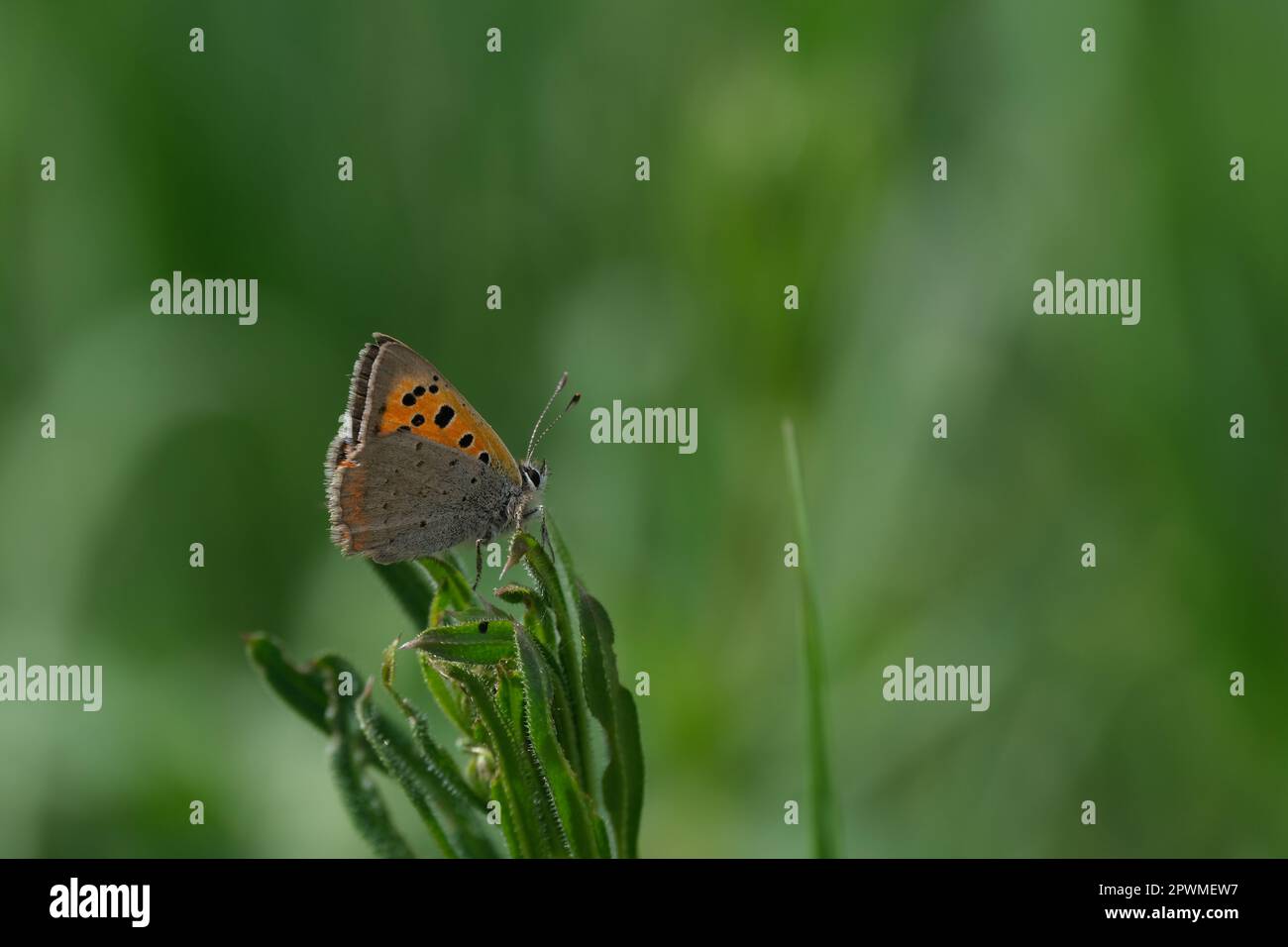 Common copper butterfly macro close up resting on a plant in nature ...