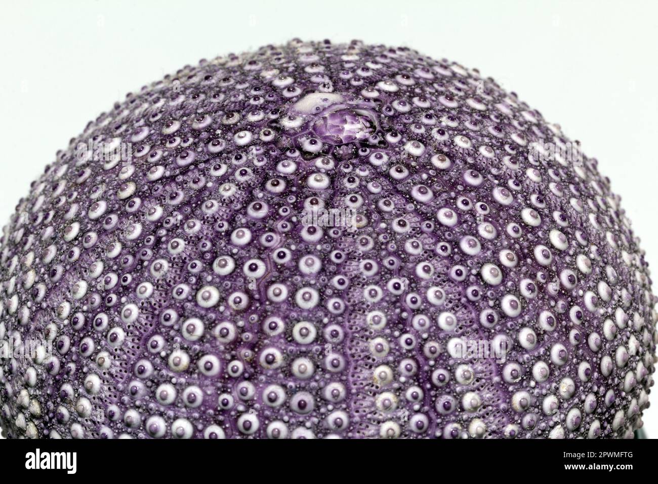 Skeleton of sea shell violet echinoidea isolated on white background ...