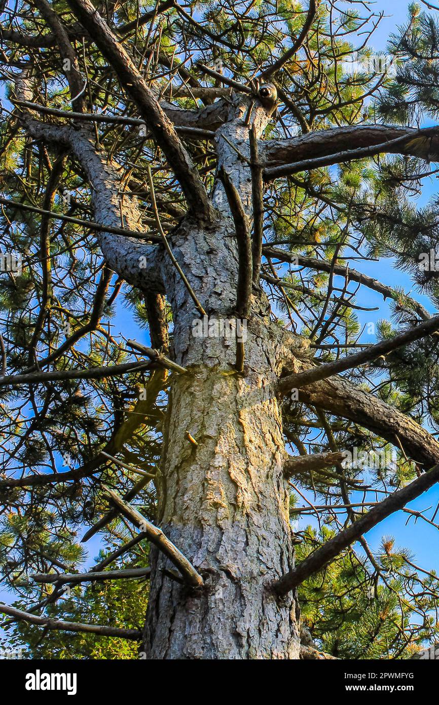 Pine forest and its pine trees firs in the Wernerwald forest Cuxhaven ...