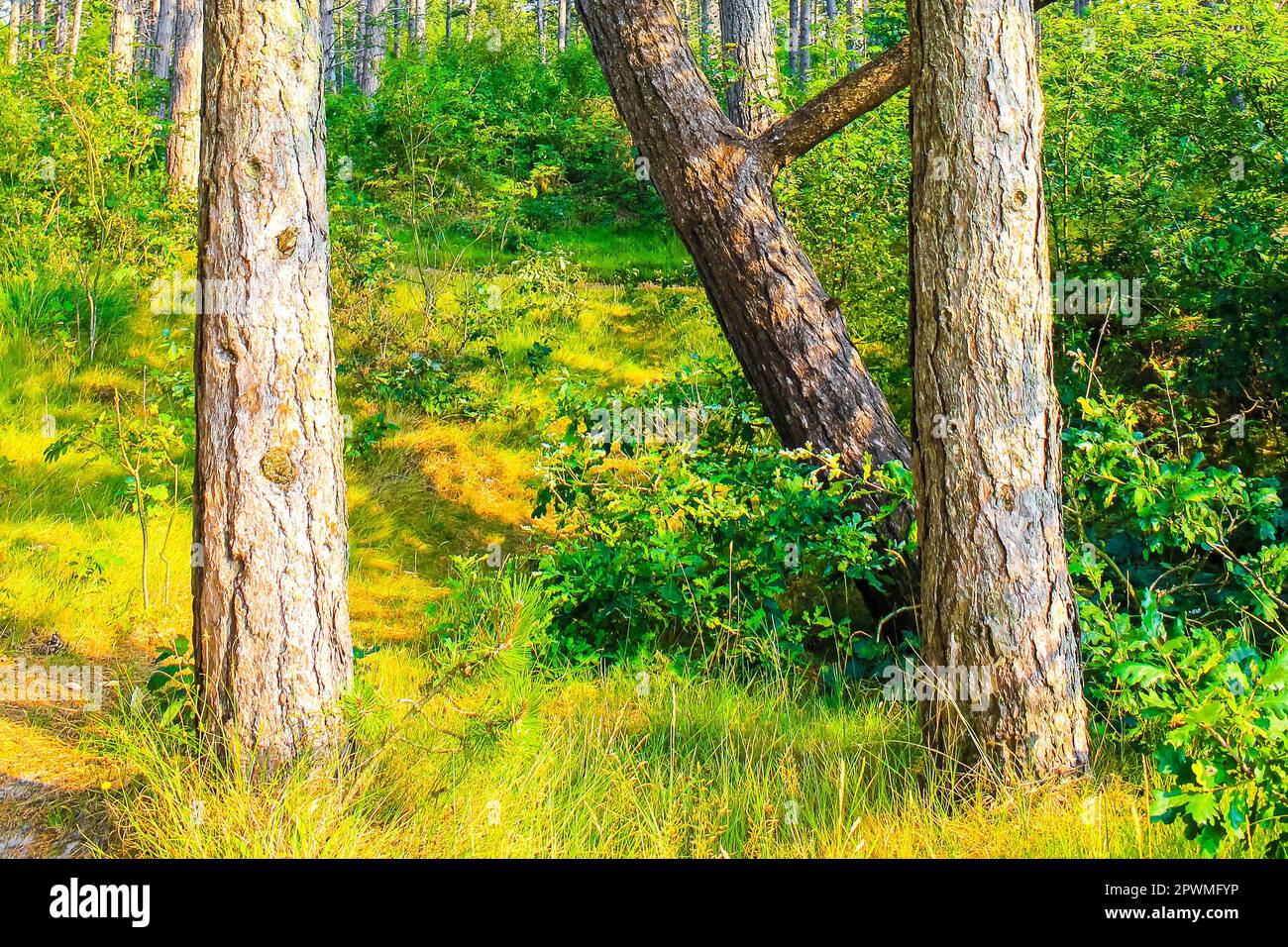 Pine forest and its pine trees firs in the Wernerwald forest Cuxhaven ...