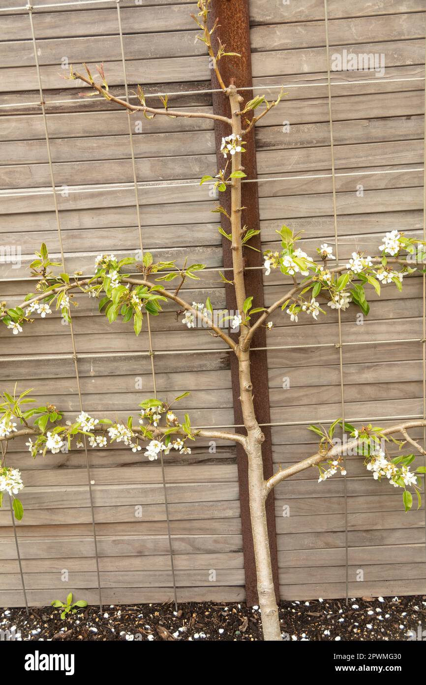 Trained Pyrus Communis - Fondante d’Automne in spring flower. Natural ...