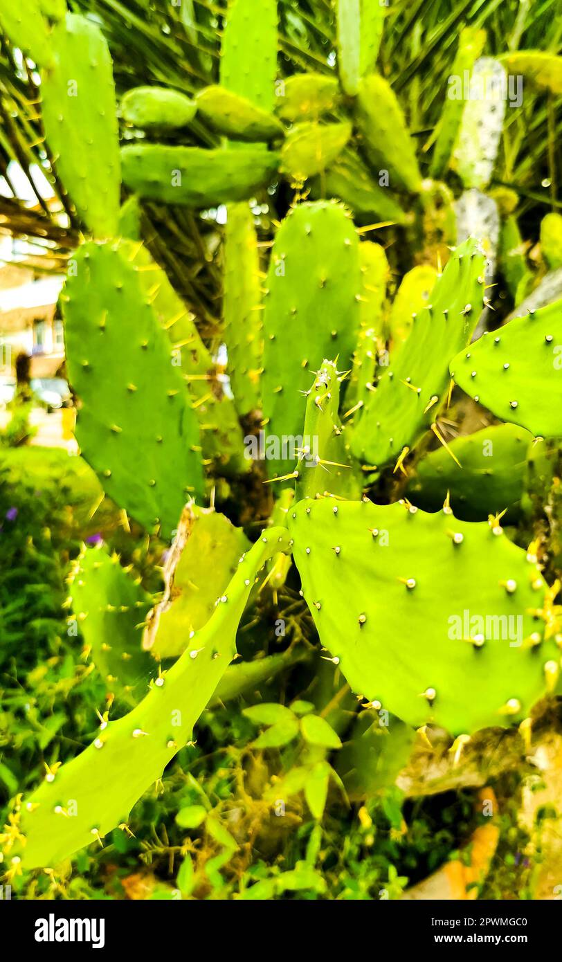 Tropical mexican cacti cactus jungle plants trees and natural forest ...