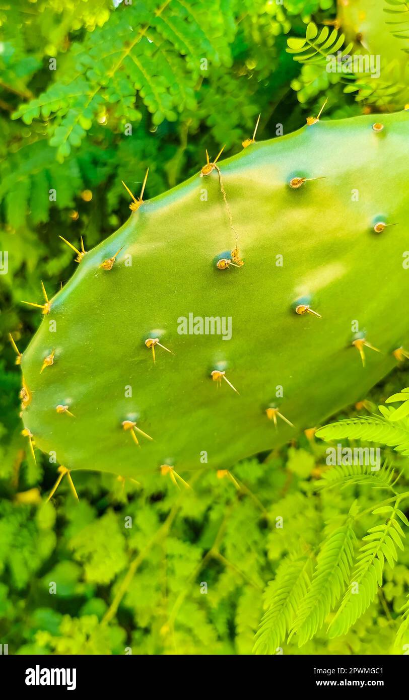 Tropical mexican cacti cactus jungle plants trees and natural forest ...