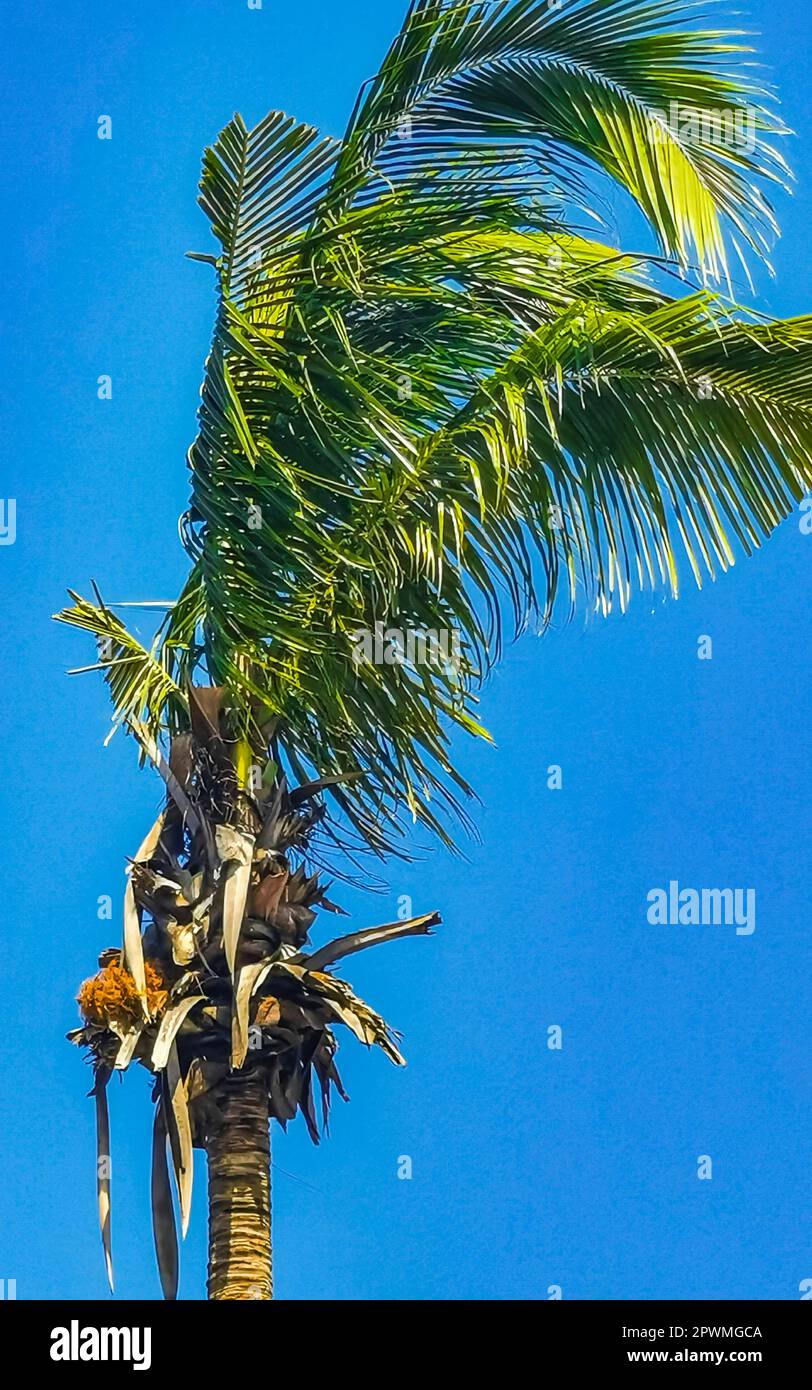 Tropical natural mexican palm tree with coconuts and blue sky ...