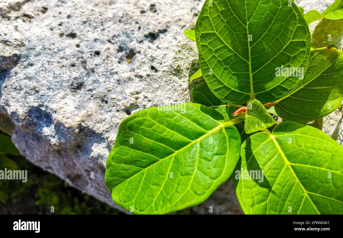 Tropical natural jungle forest palm trees at the ancient Tulum ruins ...