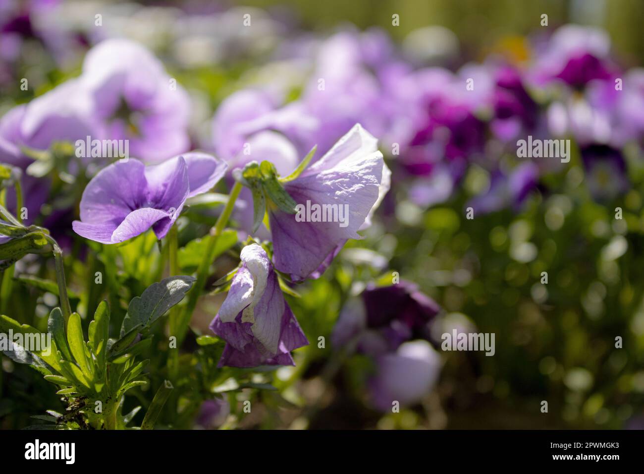 Pansies aka pansy violets (Viola tricolor hortensis) - Image ID ...