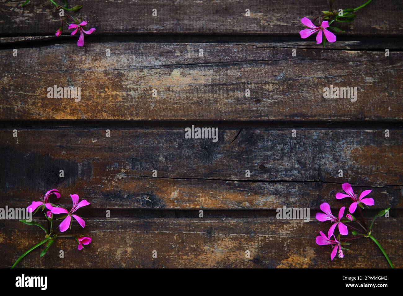inflorescence of pink ivy geranium on a wooden background. Four ...