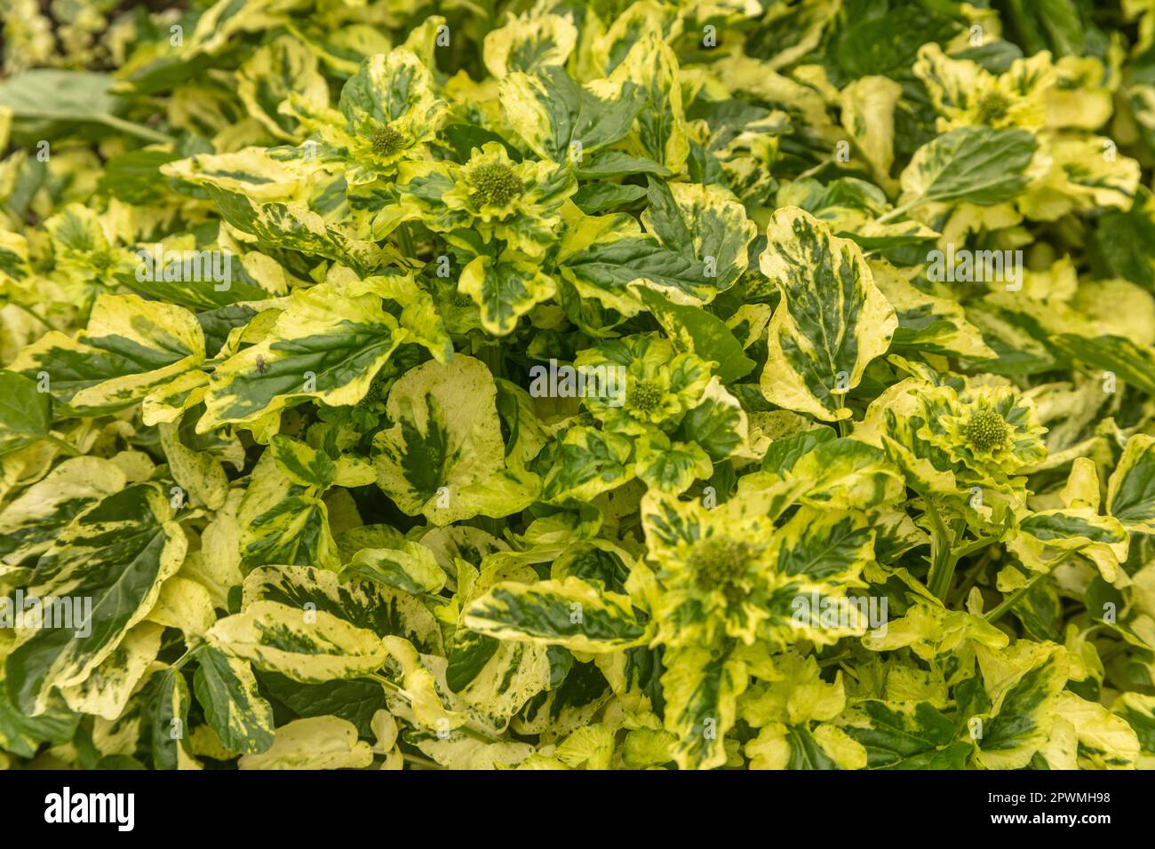 Pure natural patterns in the environment. Close up / macro colour ...