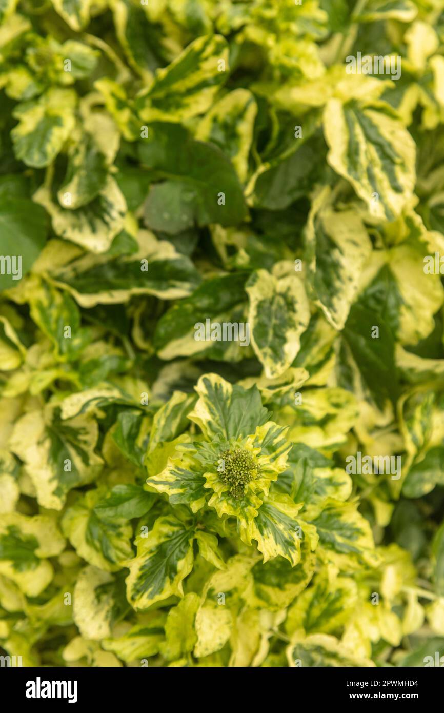 Pure natural patterns in the environment. Close up / macro colour ...