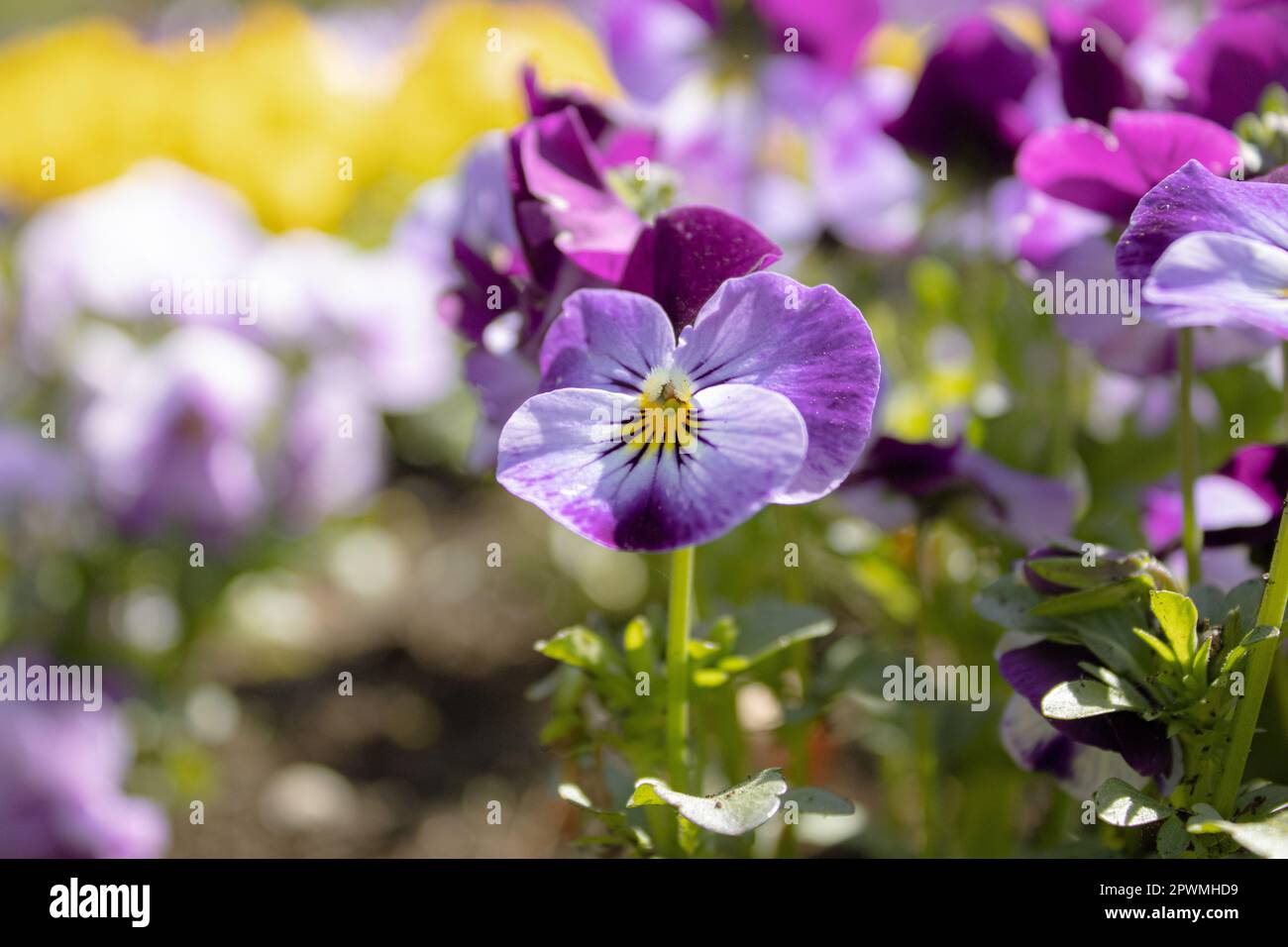 Pansies aka pansy violets (Viola tricolor hortensis) - Image ID ...