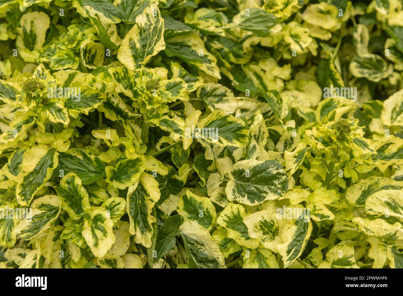 Pure natural patterns in the environment. Close up / macro colour ...