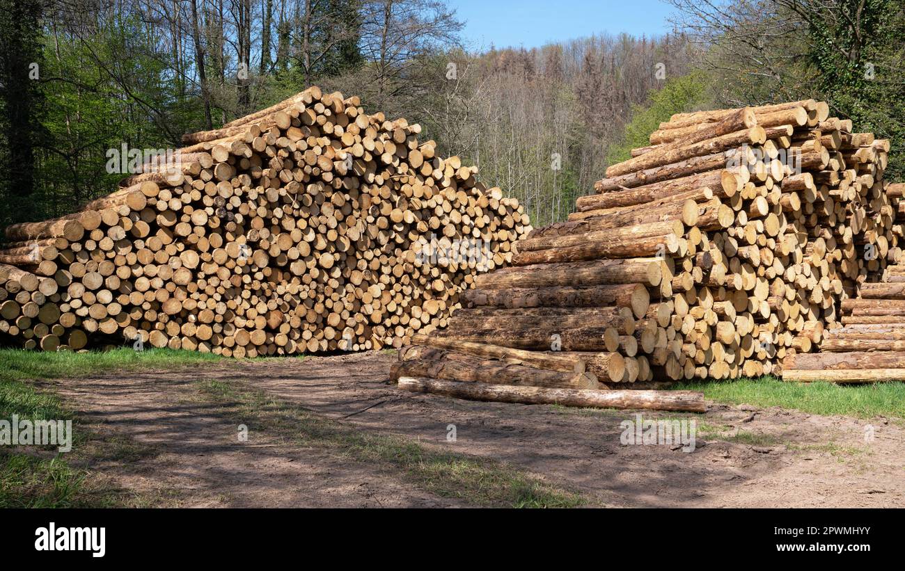 Panoramic image of log piles, forestry in Germany Stock Photo - Alamy