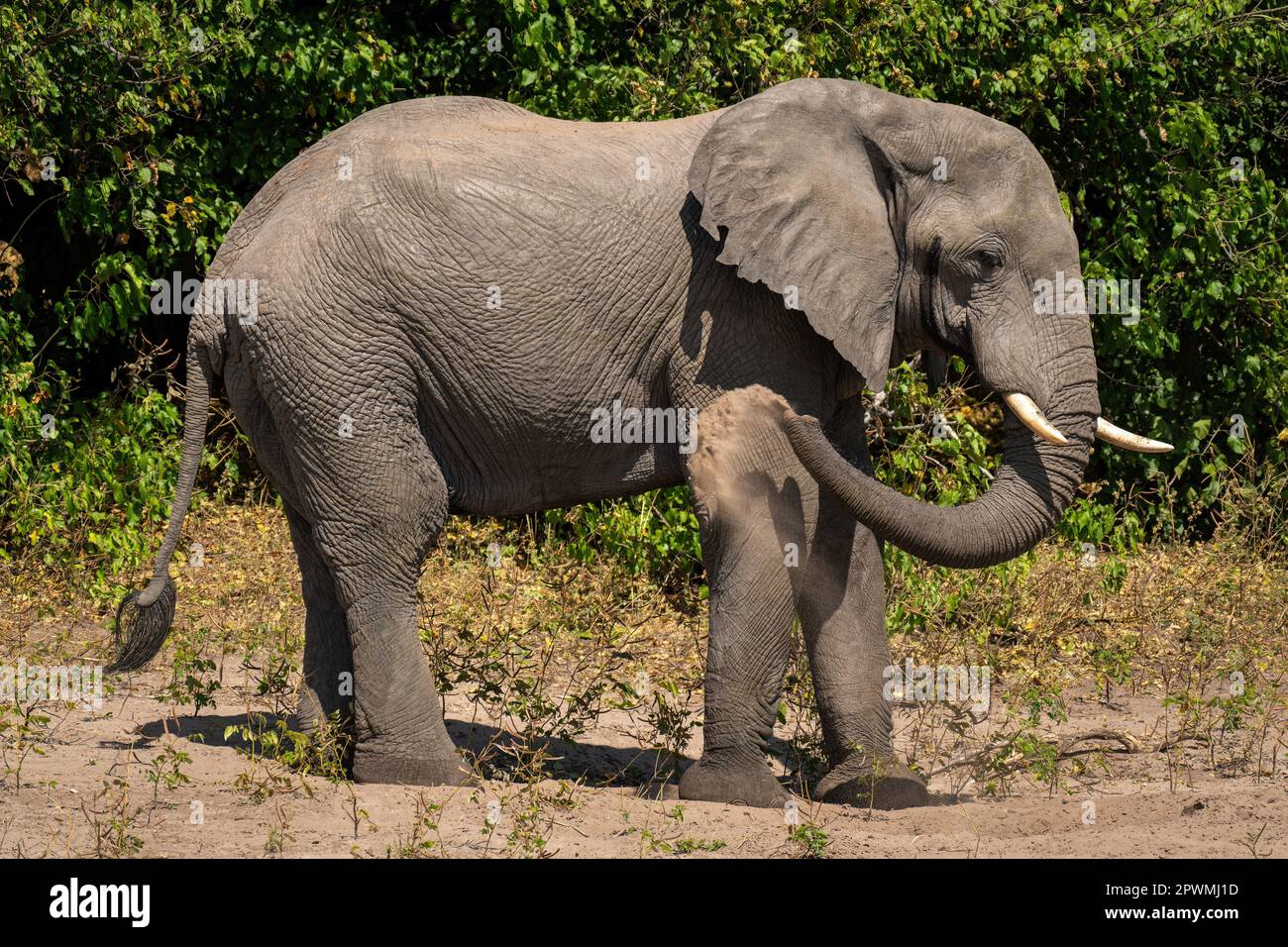 African elephant stands spraying sand over body Stock Photo - Alamy
