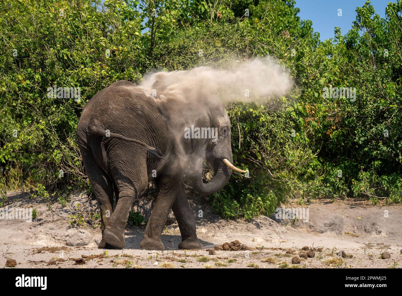 African elephant stands throwing dust over itself Stock Photo - Alamy