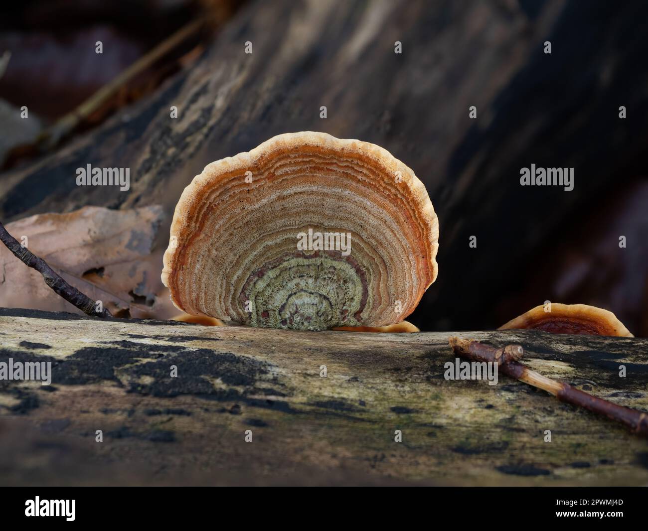 Turkeytail fungus on decaying log in English Woodland Stock Photo - Alamy